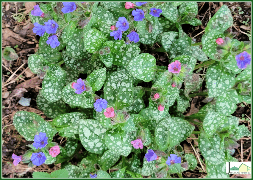 Early Spring Flower - Pulmonaria